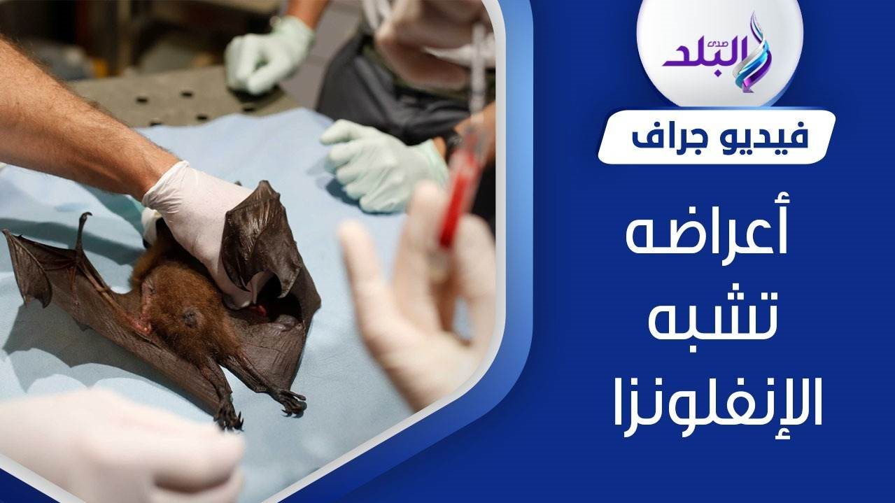 الخفافيش كلمة السر .. اكتشاف فيروس Kiwira الجديد يهدد البشر | فيديوجراف